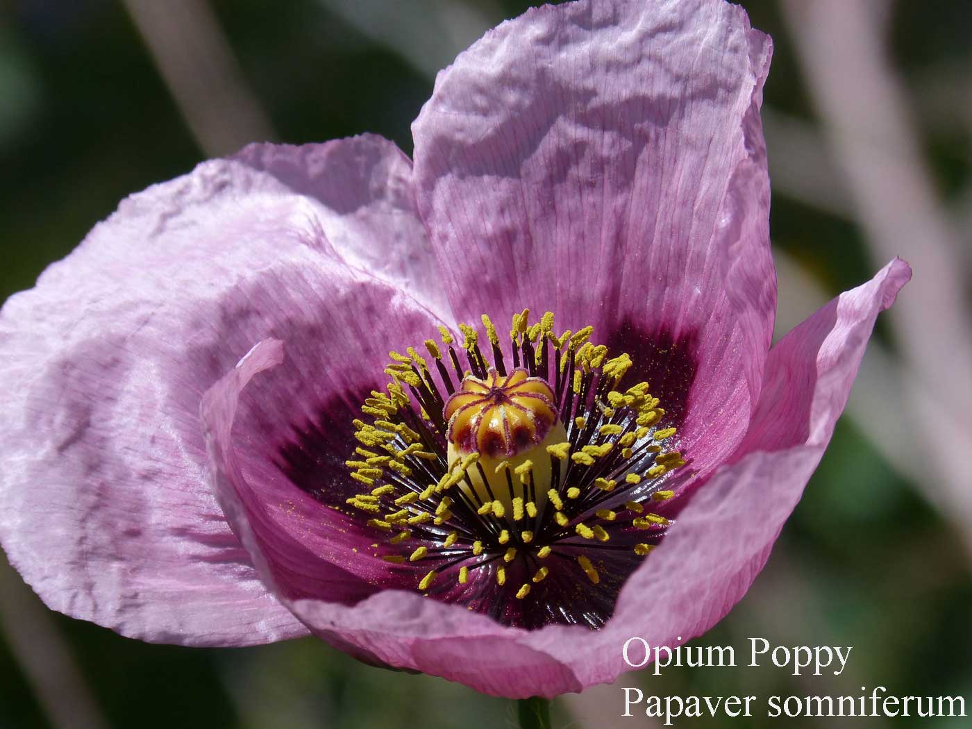 Papaver somniferum - Annual,Herbaceous Plants,Medicinal Herbs - Opium Poppy