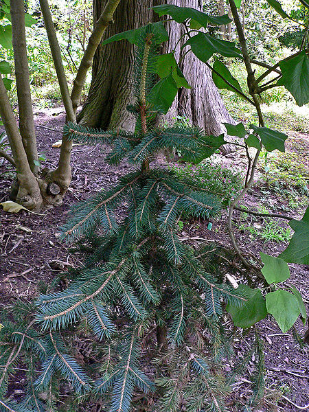 Picea chihuahuana - Conifer - Cahuite, Chihuahua Spruce