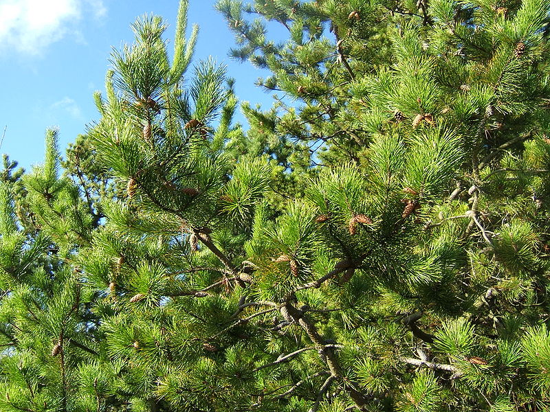 Pinus contorta var. contorta - Common Bonsai,Conifer - Beach Pine ...