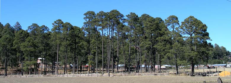 Pinus durangensis - Conifer,Tree,Web page Navigation - Durango Pine