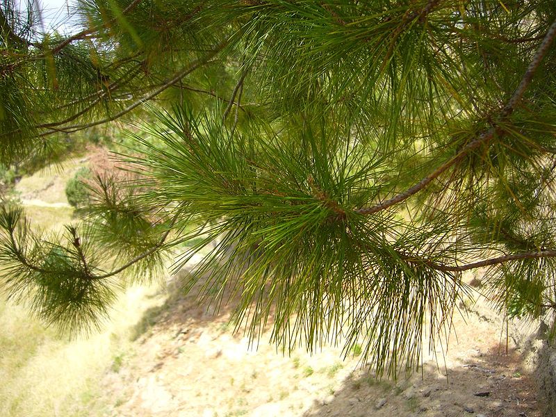 Pinus greggii - Conifer - Gregg's Pine