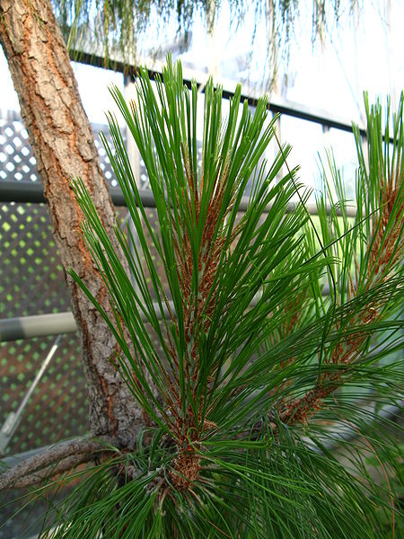Pinus montezumae - Conifer,Medicinal Herbs,Tree,Web page Navigation ...
