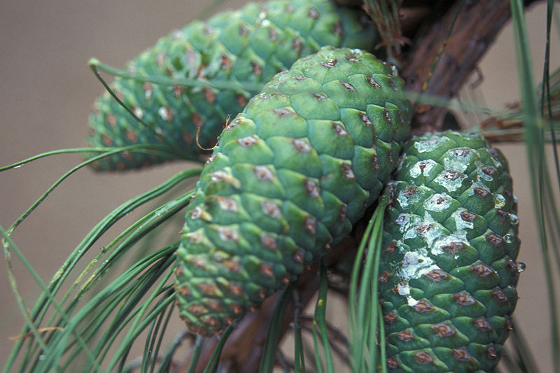 Pinus pseudostrobus - Conifer - Smooth-bark Mexican Pine