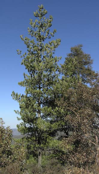 Pinus strobiformis - Conifer - Border Pine, Chihuahua White Pine ...