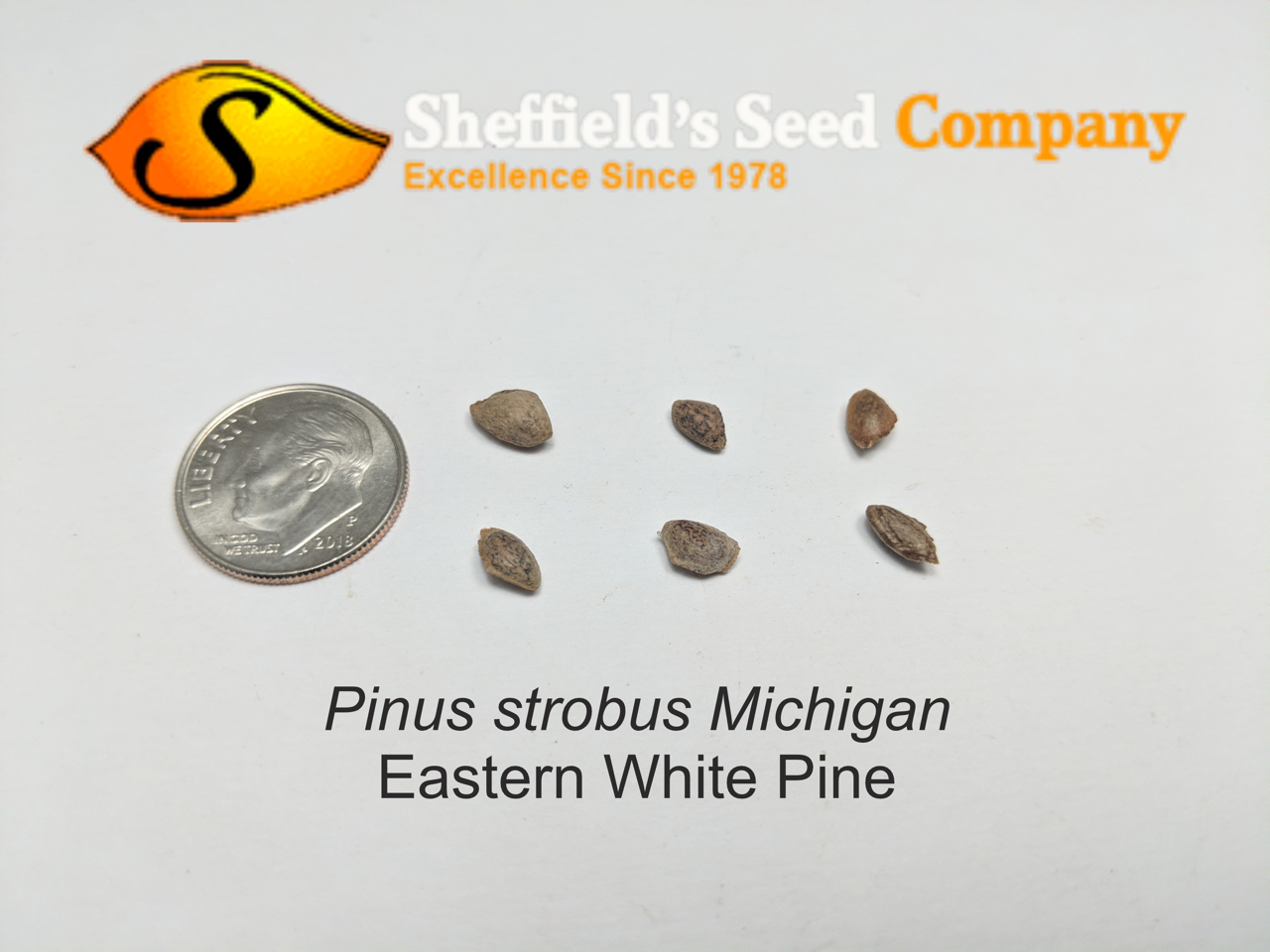 Pinus strobus Michigan - Conifer - Eastern White Pine, Northern White ...