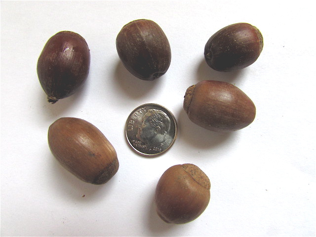 Quercus acutissima - Deciduous,Hardwood - Sawtooth Oak