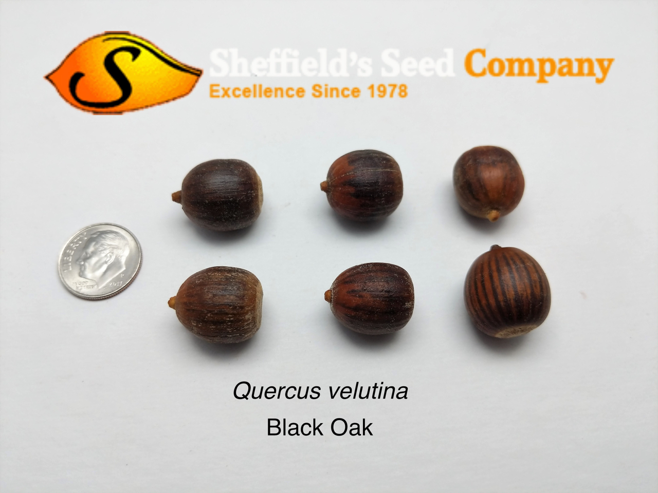 Quercus velutina - Hardwood - Black Oak