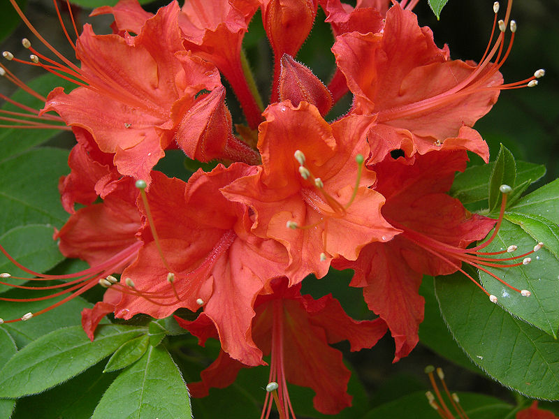 Rhododendron calendulaceum - Shrub - Flame Azalea