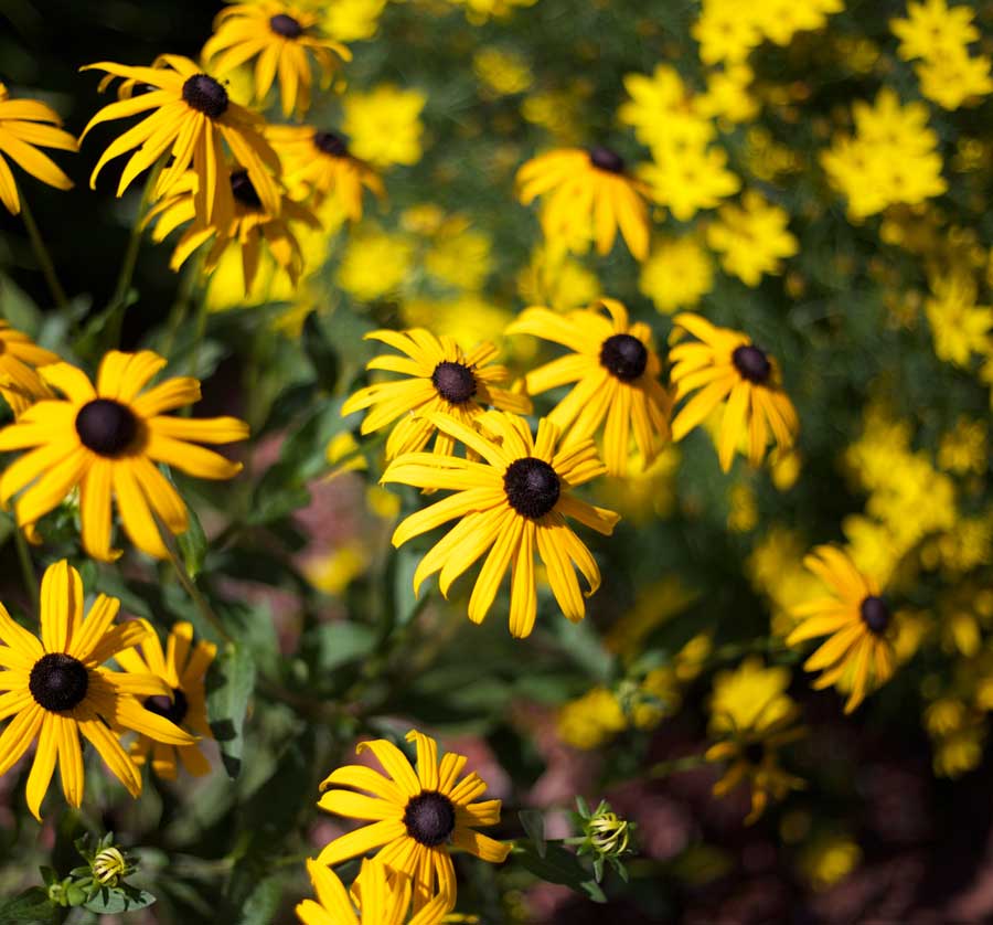 Rudbeckia hirta - Herbaceous Plants,Perennial,Wildflowers - Black Eyed ...