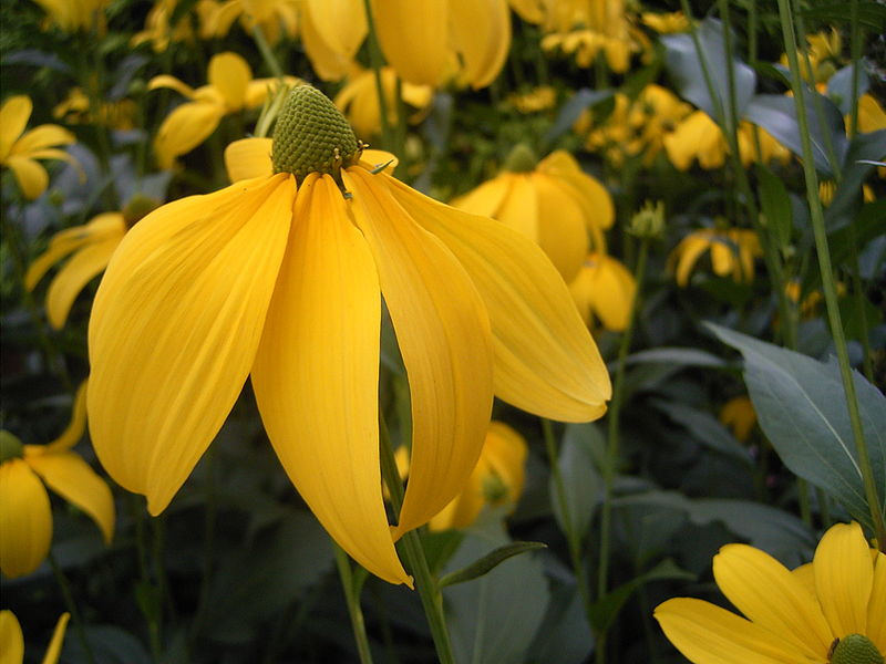 Rudbeckia laciniata - Flower,Perennial,Web page Navigation,Wildflowers ...