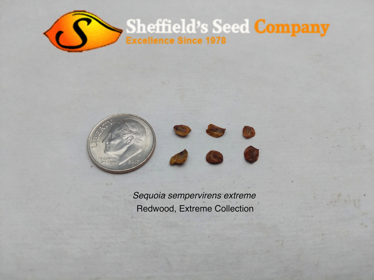 Sequoia sempervirens Extreme Collection - Conifer,Tree,Web page ...