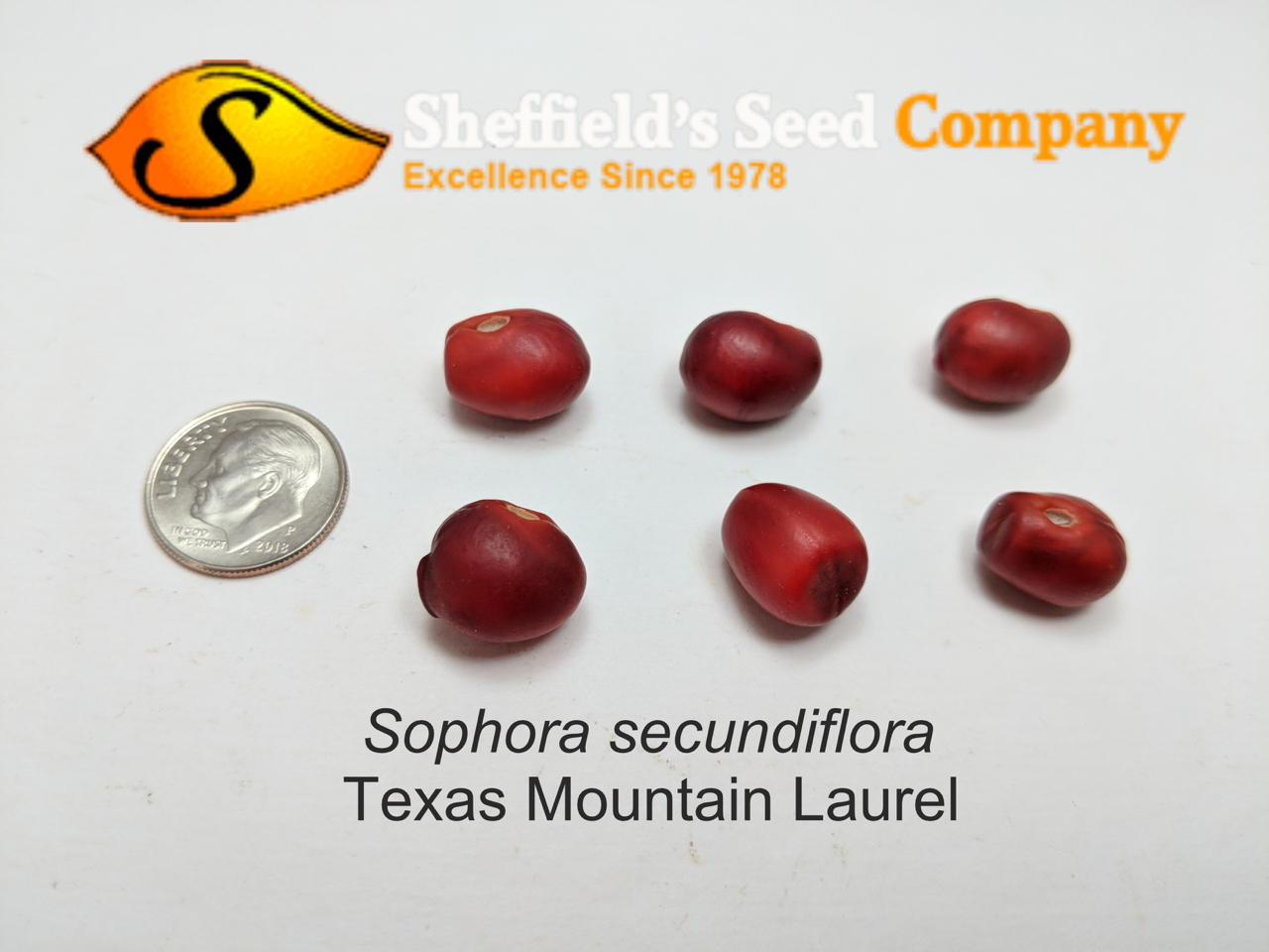 Sophora secundiflora - Flowering Tree - Frijolillo, Frijolito, Mescal ...