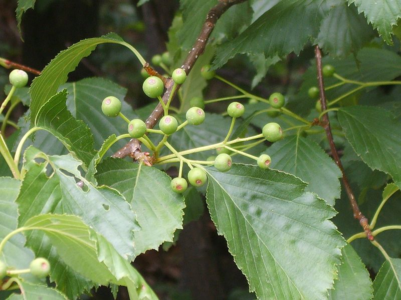 Sorbus alnifolia - Ornamental Fruit - Korean Mountain Ash