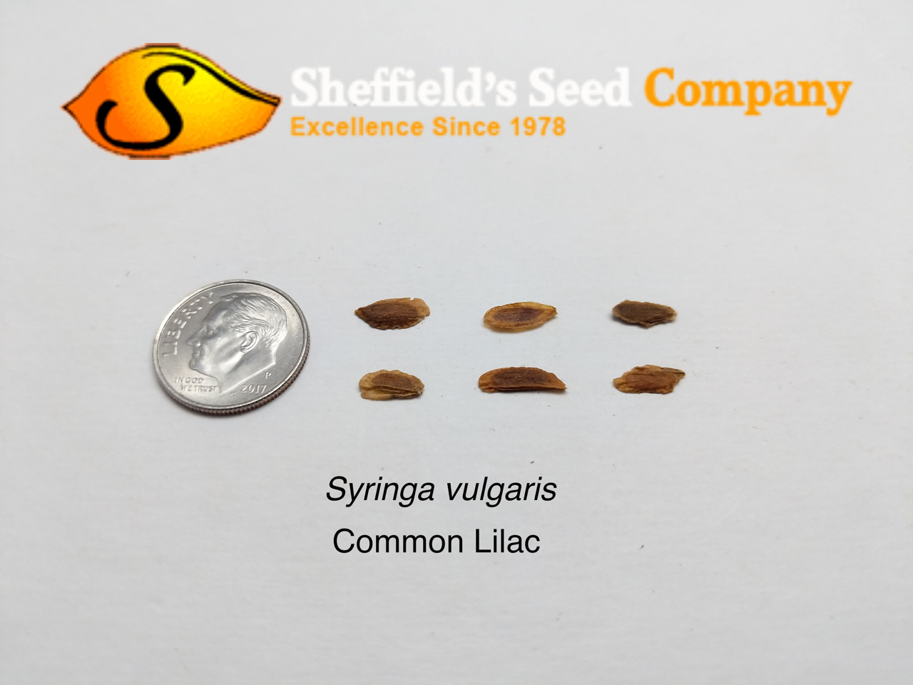 Syringa vulgaris - Common Bonsai,Shrub,Shrub and Vine Seeds - Common ...