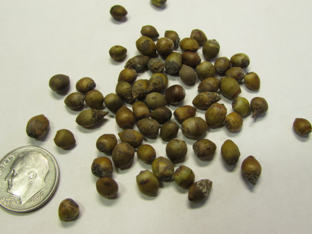 Taxus wallichiana var. mairei - Conifer,Endangered Species,Evergreen ...