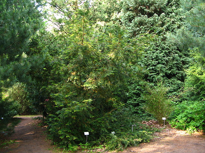 Torreya californica - Conifer - California Nutmeg, California Torreya