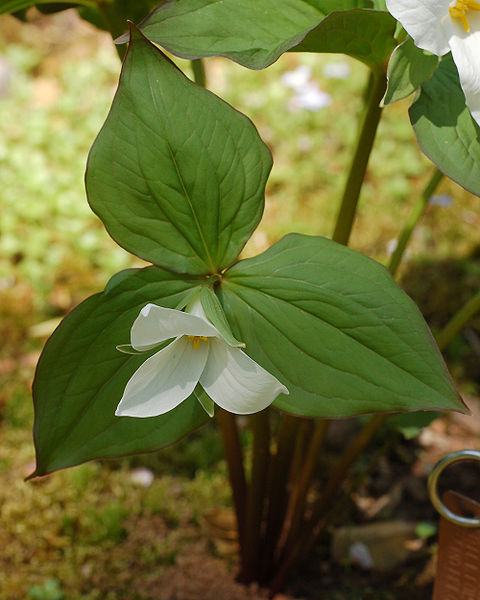 Trillium grandiflorum - Herbaceous Plants,Perennial,Wildflowers - Large ...