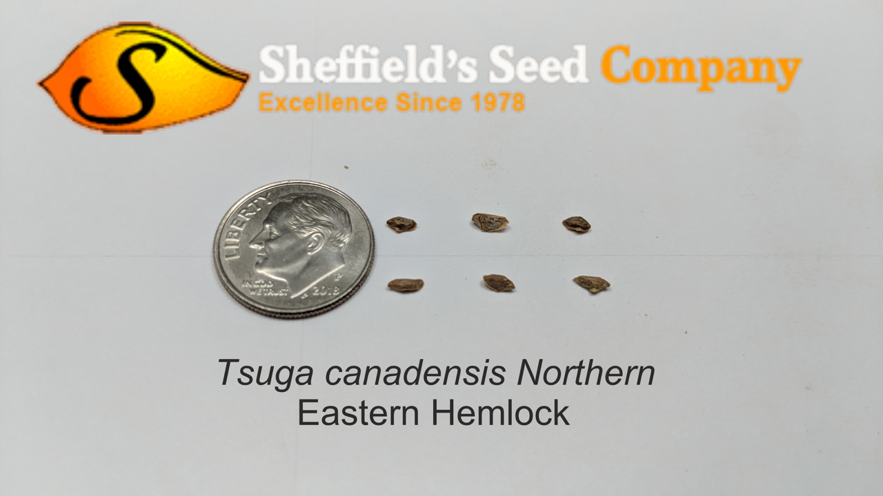 Tsuga canadensis Northern - Common Bonsai,Conifer,Evergreen Leaves ...