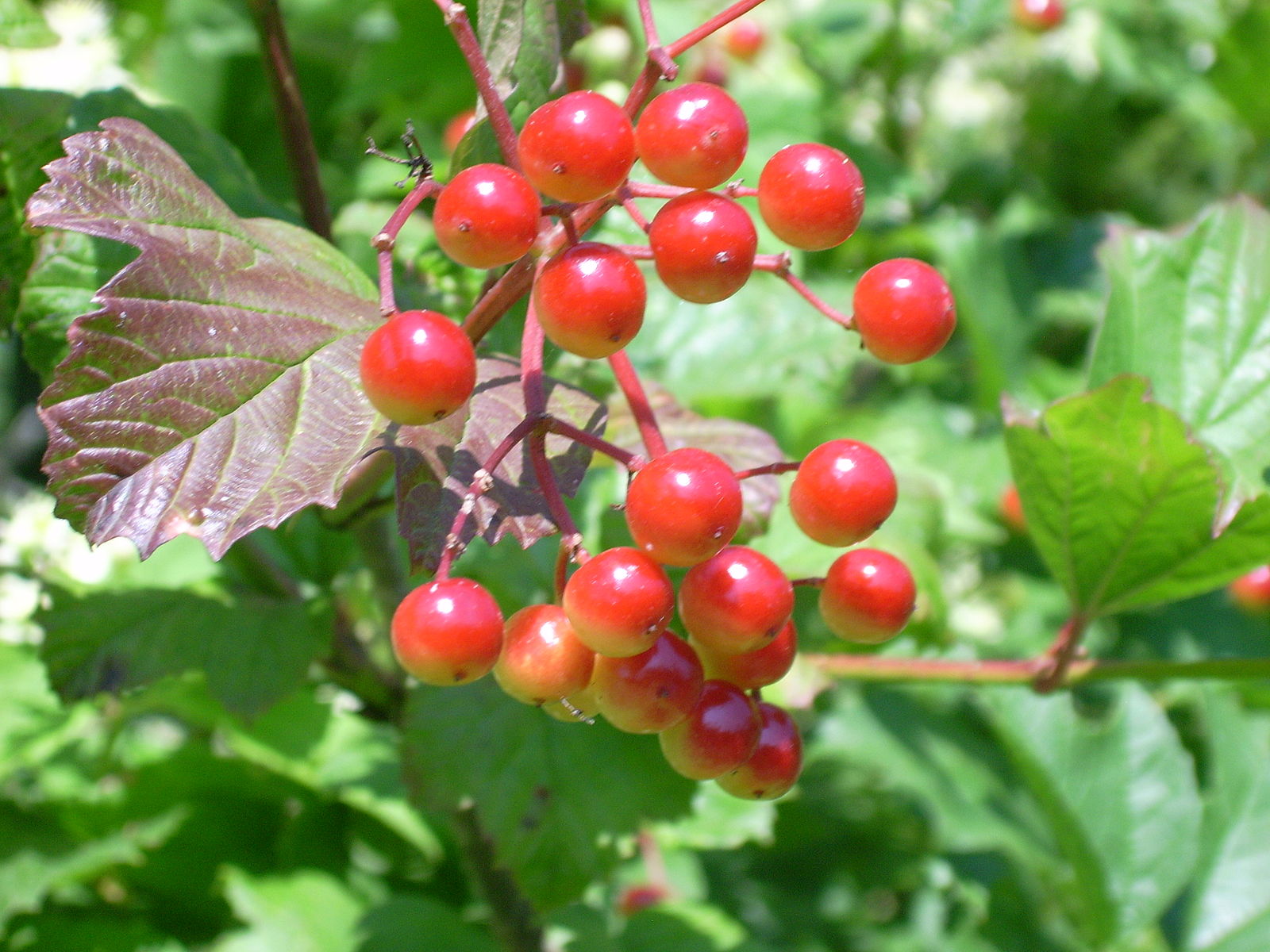 Viburnum trilobum 'Wentworth' - Medicinal Herbs,Shrub - Wentworth ...