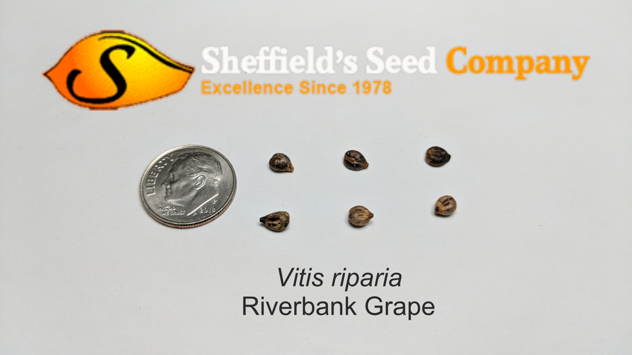 Vitis riparia - Vine - Riverbank Grape