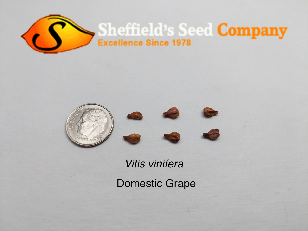 Vitis vinifera 'Purpurea' - Web page Navigation - Purple-Leaf Grape ...