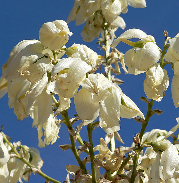 Yucca elata - Perennial - Palmella, Soap Tree, Soaptree Yucca, Soapweed