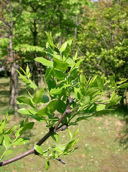 Ziziphus jujuba var. spinosa - Edible Fruit/Nuts,Fruits,Medicinal Herbs ...