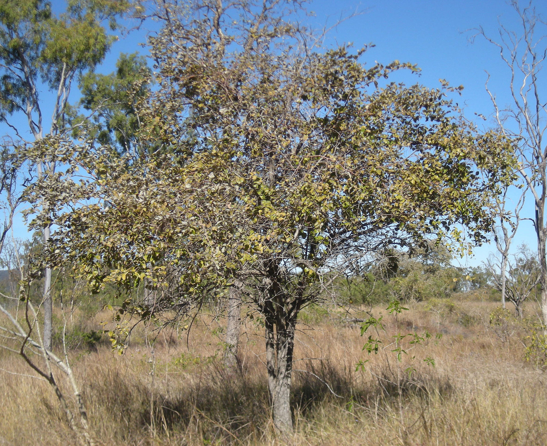 Ziziphus mauritiana - Edible Fruit/Nuts,Tree,Web page Navigation ...