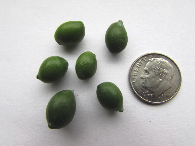 Podocarpus macrophyllus 'Maki' - Common Bonsai,Shrub - Southern Yew ...