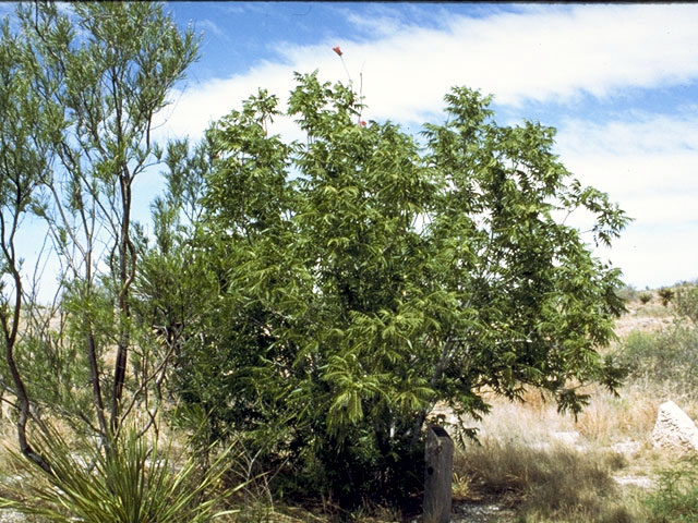 Juglans microcarpa - Edible Fruit/Nuts,Fruits - Little Walnut