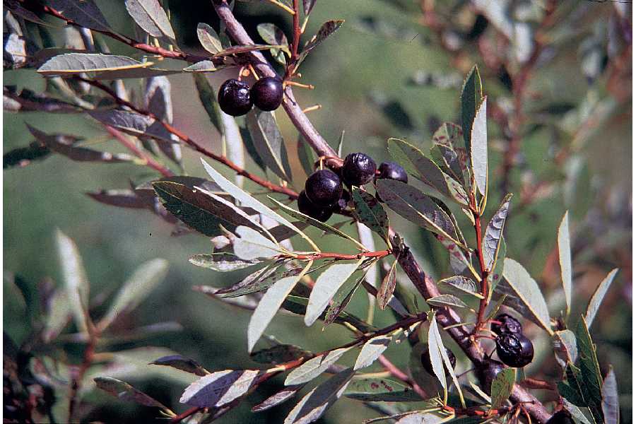 Prunus besseyi - Shrub - Bessey's Plum, Western Sand Cherry