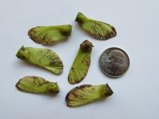 Acer shirasawanum fresh/green seed - Common Bonsai,Hardwood - Full Moon ...