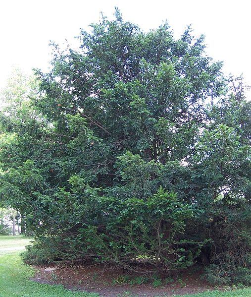 Taxus wallichiana var. chinensis - Medicinal Herbs,Shrub - Himalayan Yew