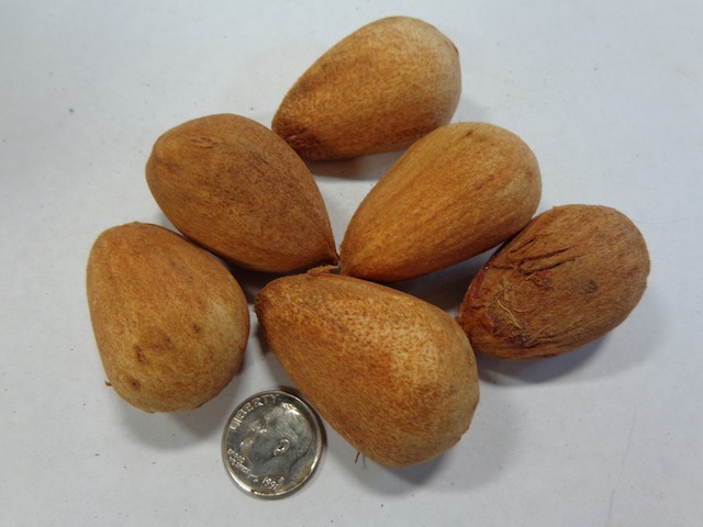 Araucaria bidwillii - Conifer - Bunya - Bunya Pine, Bunya Bunya, Bunya ...