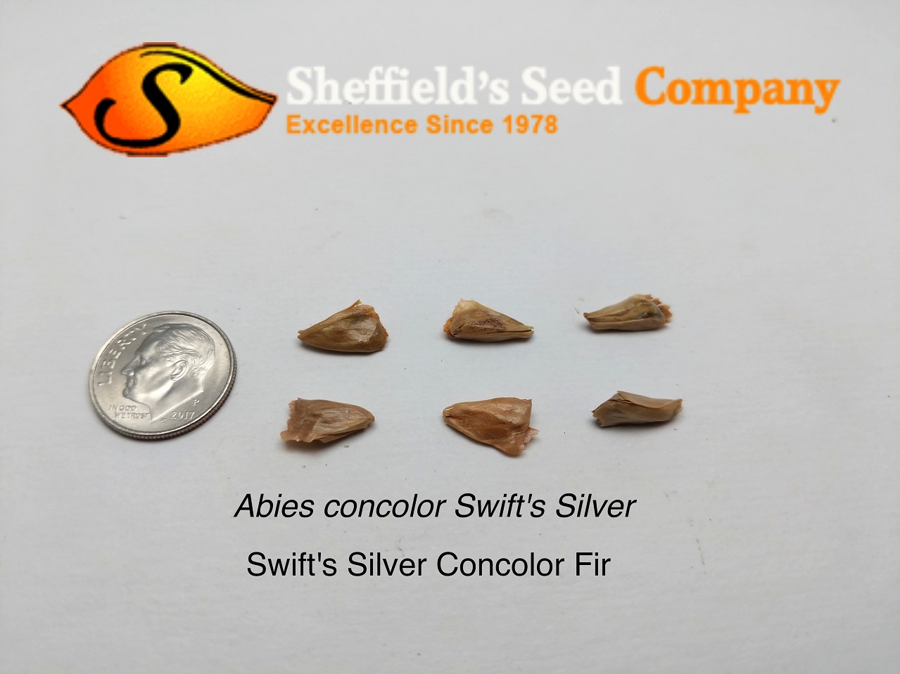 Abies concolor ssp. concolor 'Swift's Silver' - Conifer - Swift's ...