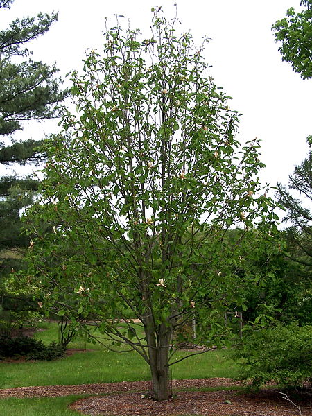 Magnolia officinalis var. biloba - Flowering Tree,Medicinal Herbs,Tree ...