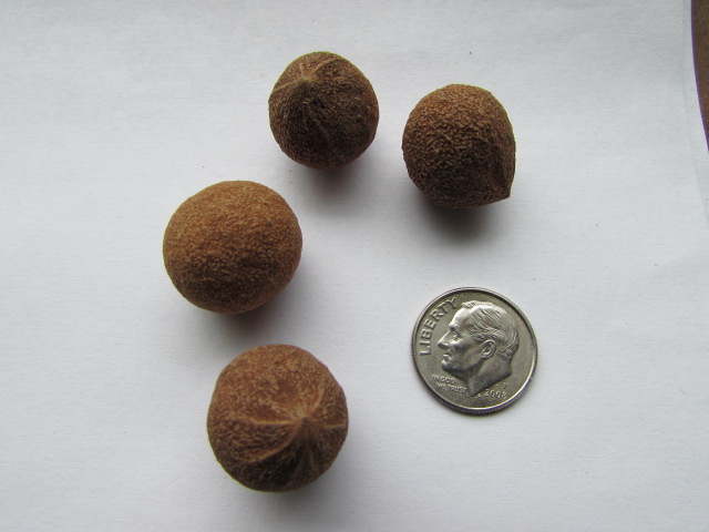 NAGEIA nagi - Evergreen Leaves,Tree,Web page Navigation - Asian ...