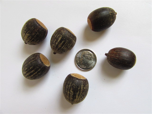 Quercus laevis - Hardwood - Turkey Oak