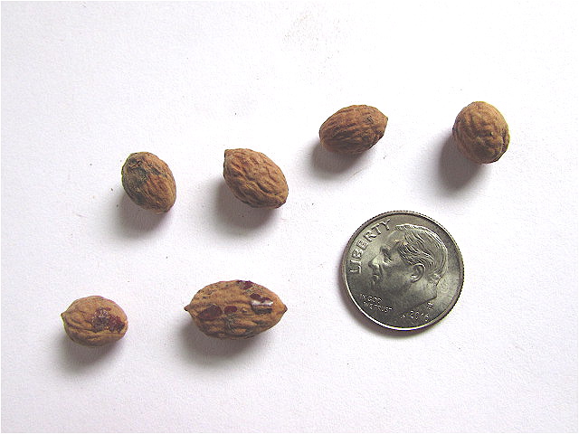 Ziziphus jujuba var. spinosa - Edible Fruit/Nuts,Fruits,Medicinal Herbs ...