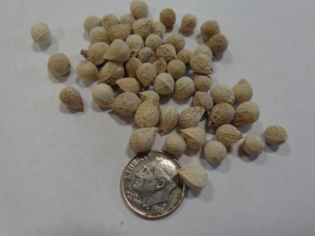 Sheffield's Seed Company