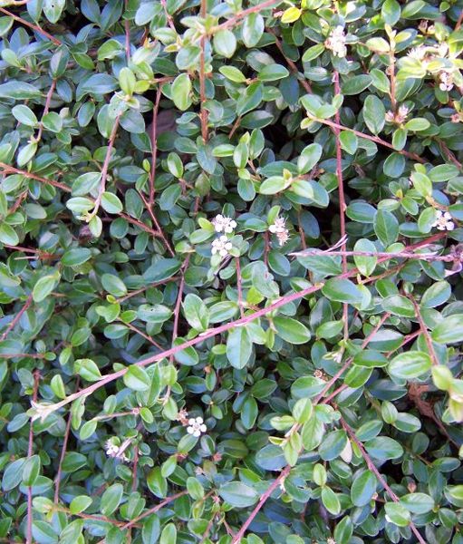 Cotoneaster horizontalis clean seed - Common Bonsai,Shrub - Rock ...