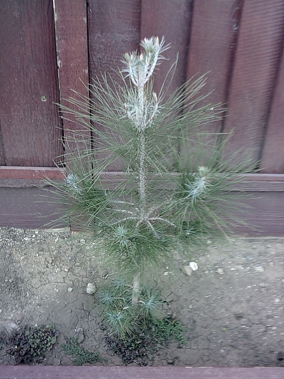 Pinus sabiniana - Conifer - Bull Pine, California Foothill Pine, Digger ...