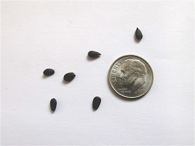 Sheffield's Seed Company