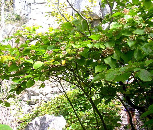 Cornus rugosa - Medicinal Herbs,Shrub - Roundleaf Dogwood, Roundleaved ...