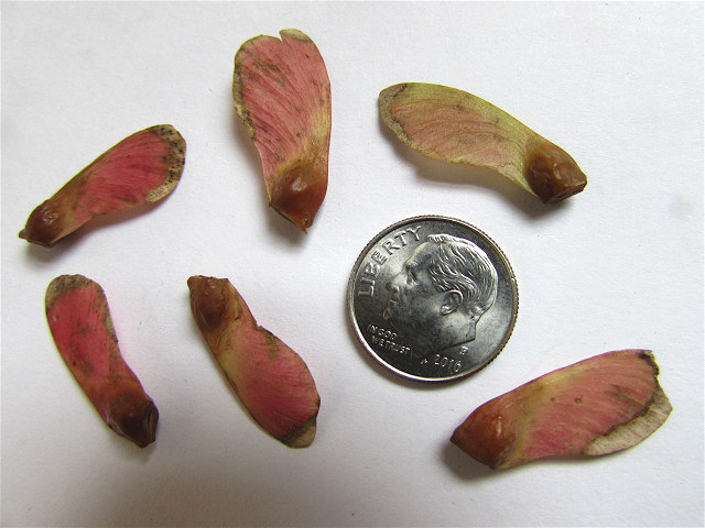 Acer palmatum 'Oridono-Nishiki' fresh/green seed - Tree - Oridono ...