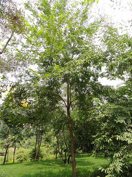 Zelkova schneideriana - Common Bonsai,Deciduous,Tree,Web page ...