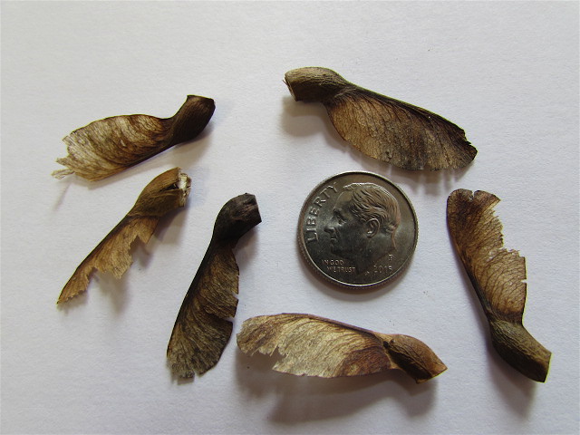 Sheffield's Seed Company