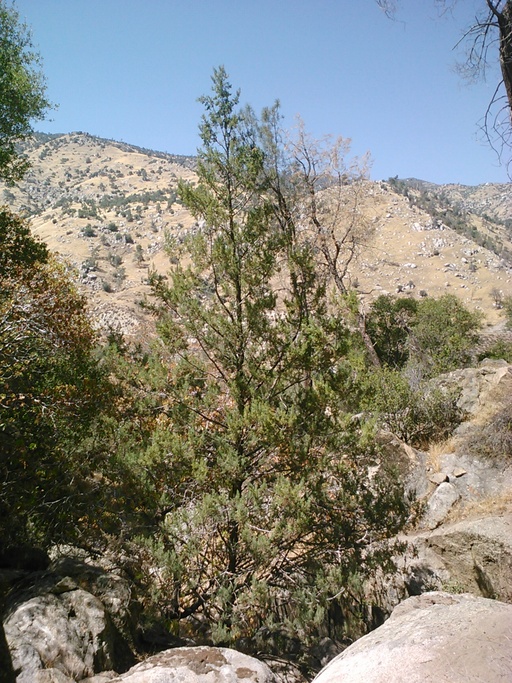 Hesperocyparis nevadensis - Common Bonsai,Conifer - Piute Cypress
