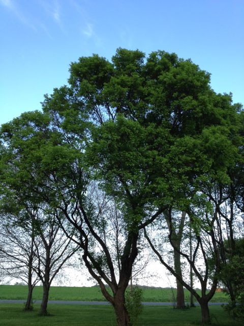 Sheffield's Seed Company