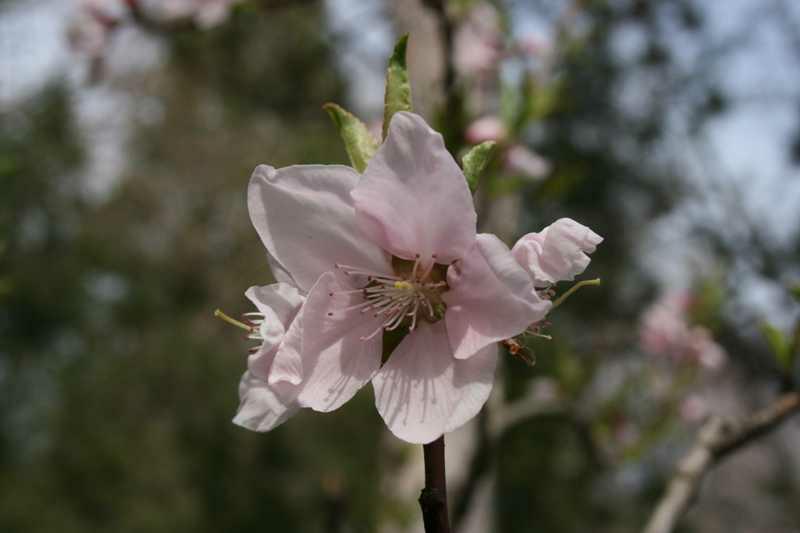Prunus davidiana - Flowering Tree,Medicinal Herbs - Chinese Wild Peach ...
